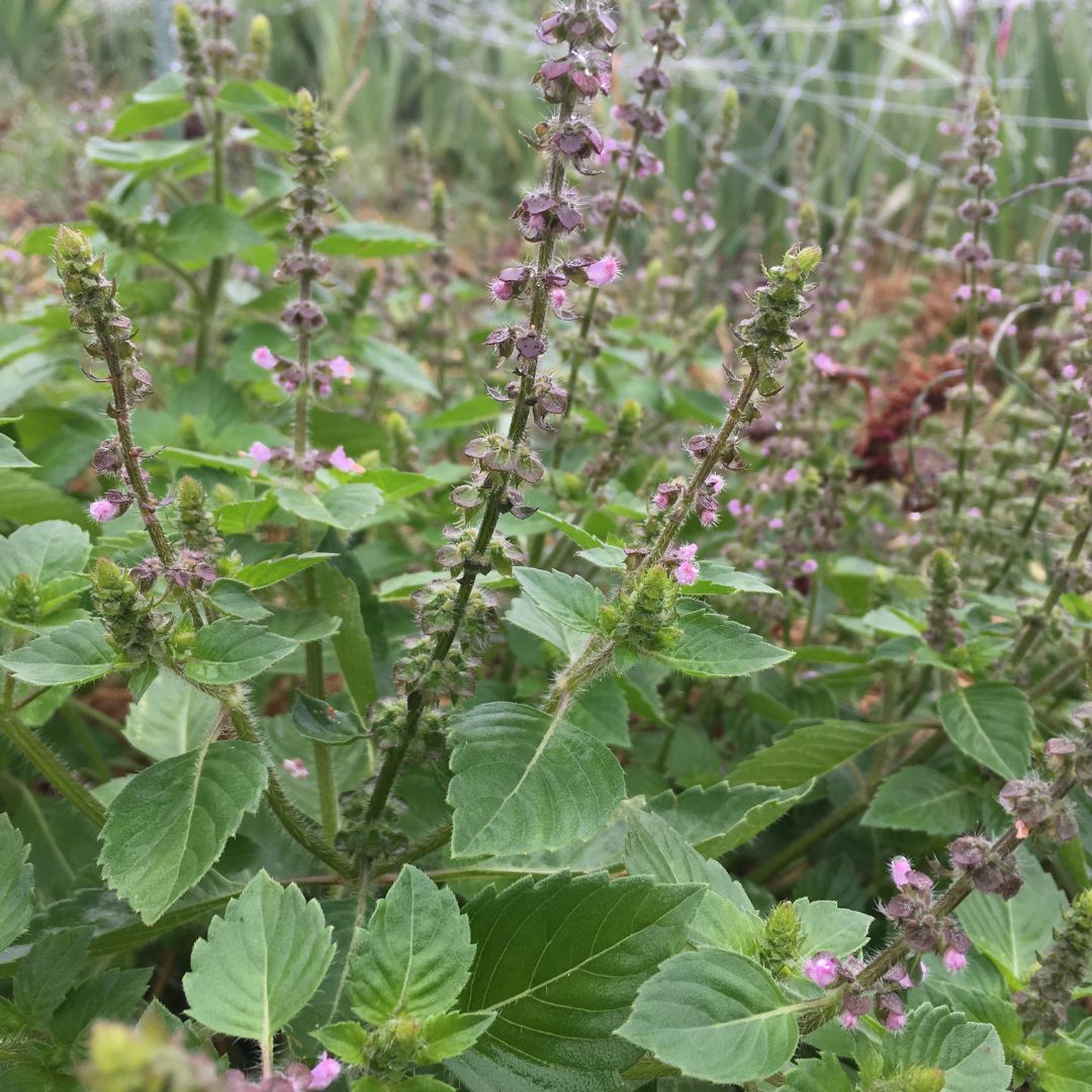 Six Reasons to Love Tulsi • Little Herbal Apothecary - Lafayette, CO